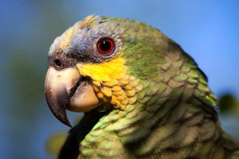 9,221 Loro En La Selva Tropical Fotos - Libres de Derechos y Gratuitas ...