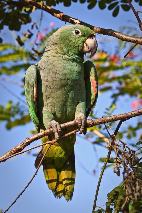Loro Verde Hermoso En La Selva Tropical, Yasuni Imagen de archivo ...