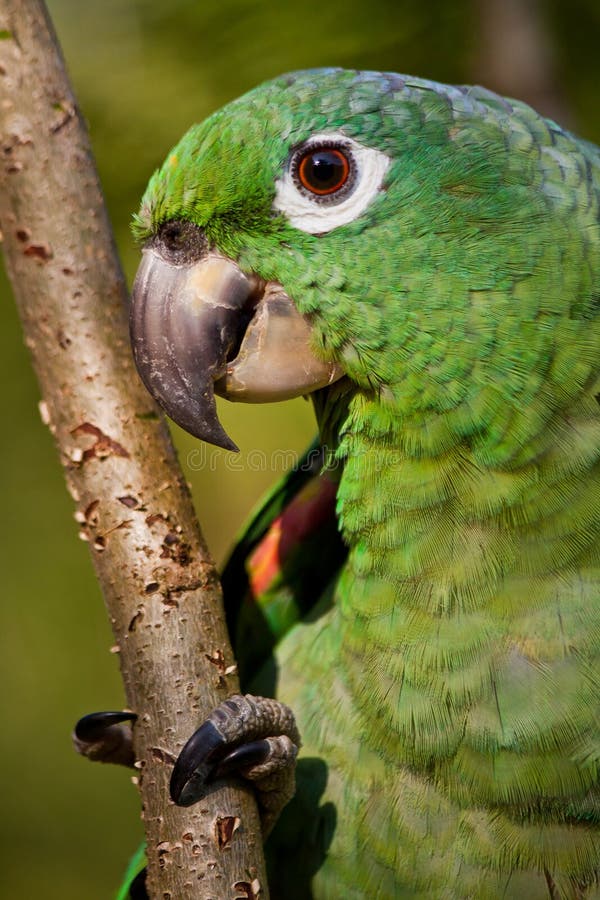 Loro Verde Hermoso En La Selva Tropical, Yasuni Foto de archivo ...
