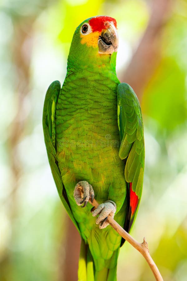 Loro verde imagen de archivo. Imagen de pico, fauna - 182354379