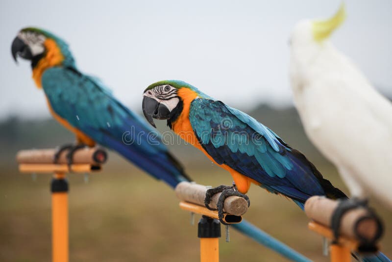 Loros foto de archivo. Imagen de verde, selva, lindo - 109329664