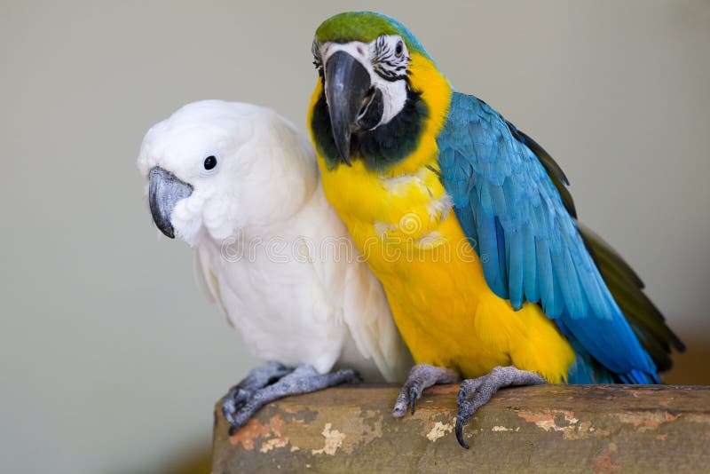 Loros imagen de archivo. Imagen de pluma, hermoso, lindo - 3630183