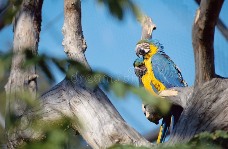 Loros azules y amarillos imagen de archivo. Imagen de loro - 41442077