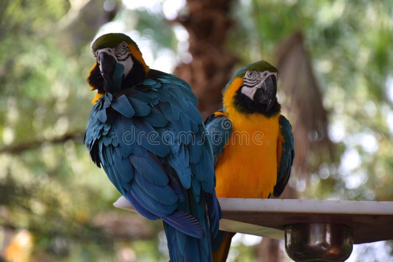Loros Azules Y Amarillos En Una Perca Foto de archivo - Imagen de ...