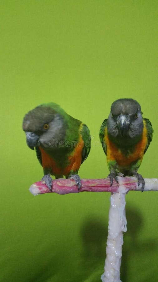 Loros bonitos imagen de archivo. Imagen de animal, loro - 89487291