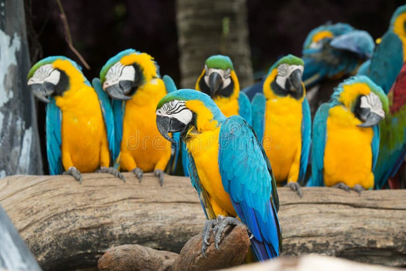 Loros foto de archivo. Imagen de animal, guacamayos - 262731326