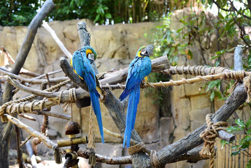Loros del Amazonas foto de archivo. Imagen de selva, brasil - 67048458