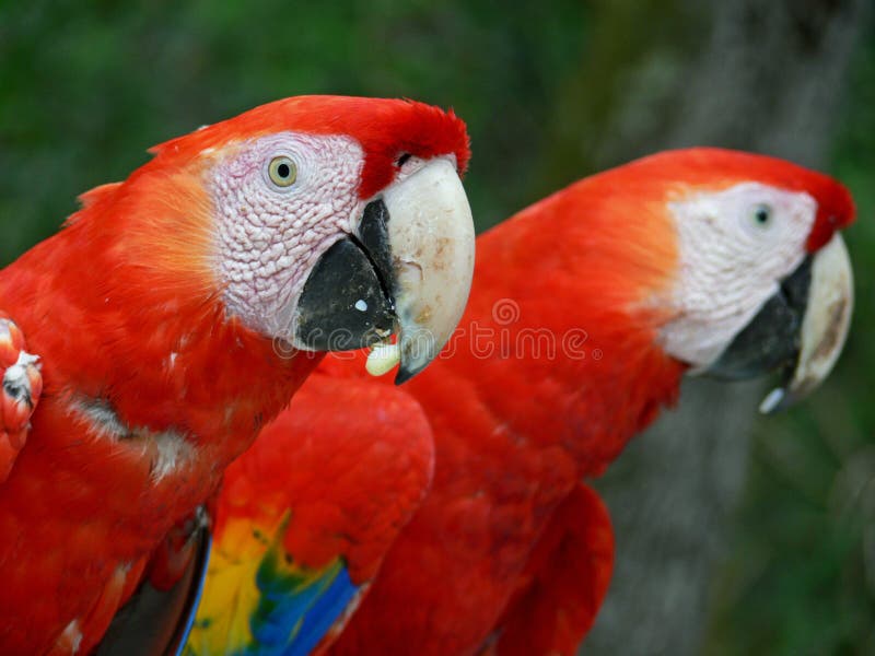 Loros en Copán Ruinas imagen de archivo. Imagen de lindo - 39499203