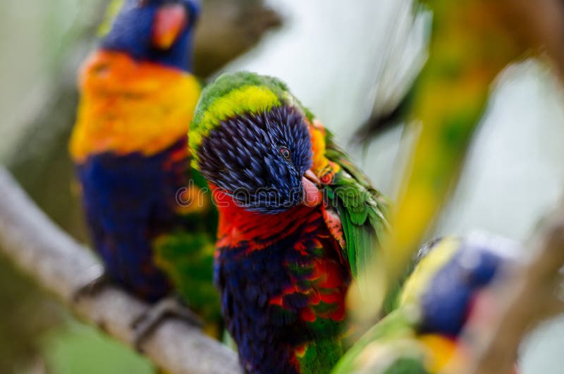 Lorri Bird Stock Photos - Free & Royalty-Free Stock Photos from Dreamstime