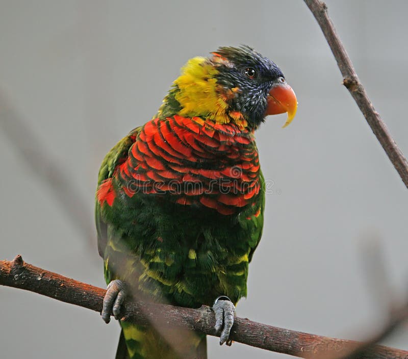 Lory 2 stock photo. Image of wing, branch, portrait, ecology - 1658854