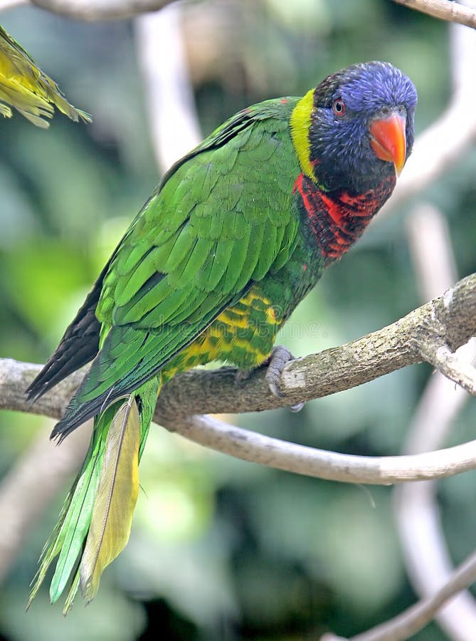 Tropical Lory stock photo. Image of birds, colorful, parrot - 766544