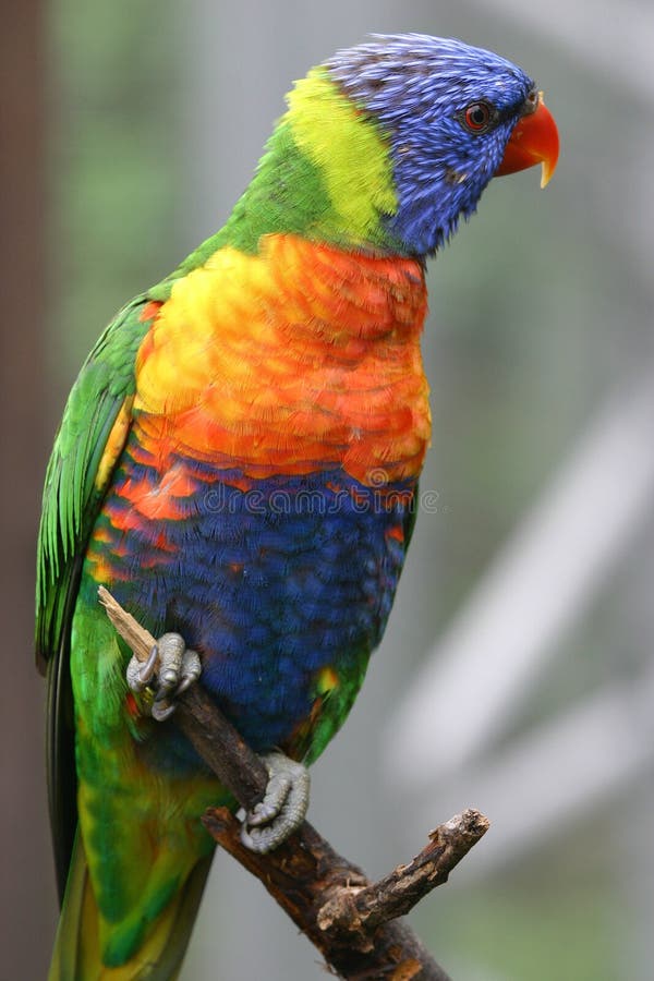 Colourful Lory stock image. Image of park, lory, animal - 691983