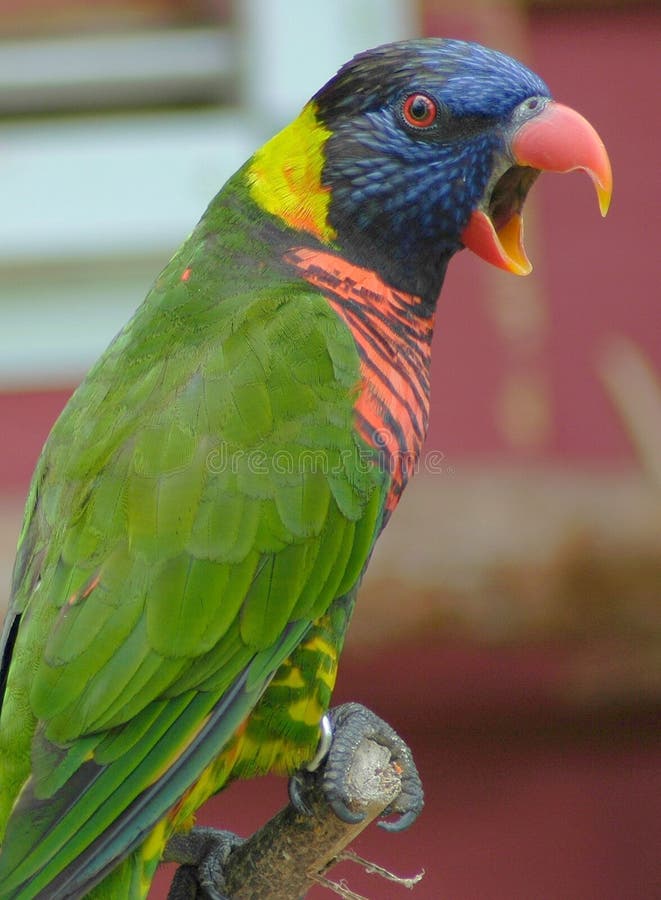 Lory Bird stock photo. Image of poly, bird, lory, perched - 1381784