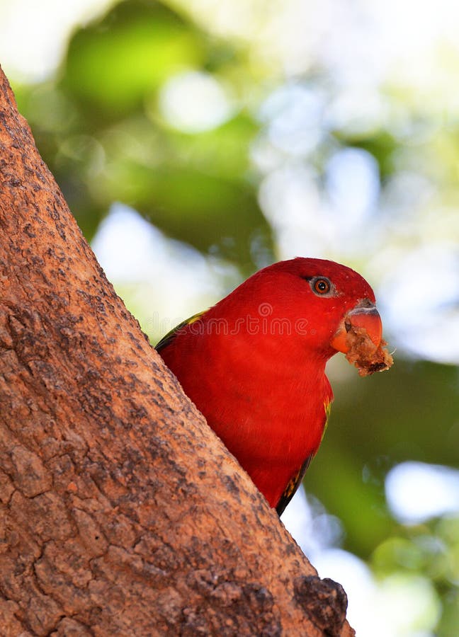 Lory bird eating stock image. Image of animal, garrulus - 66597129