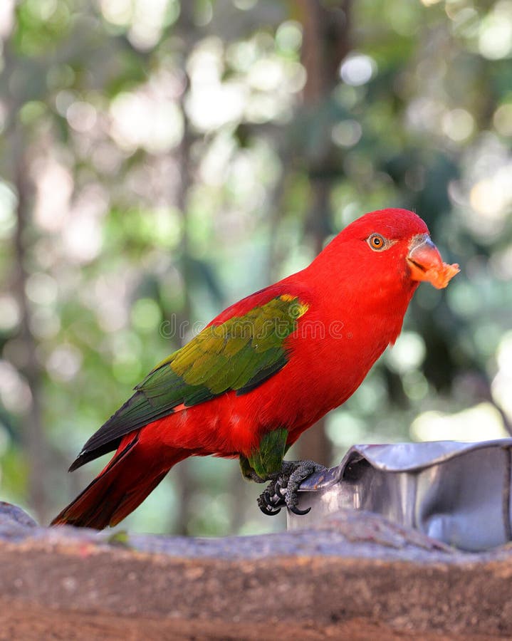 Lory bird eating stock image. Image of asia, eyes, lory - 66597417