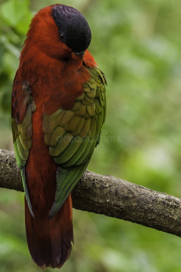 Lory stock image. Image of color, lory, endangered, feathers - 31477149
