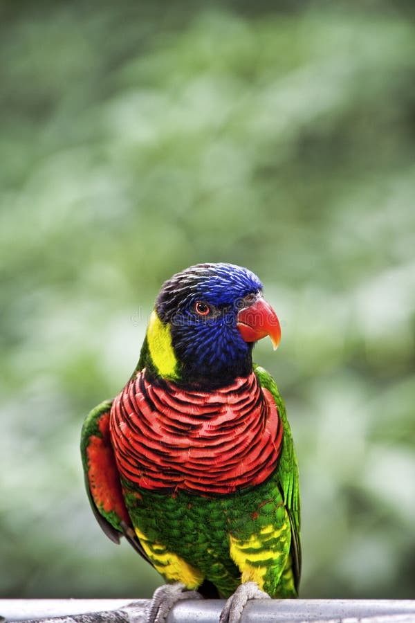 Lory D'arc-en-ciel En Stationnement Photo stock - Image du domestique ...
