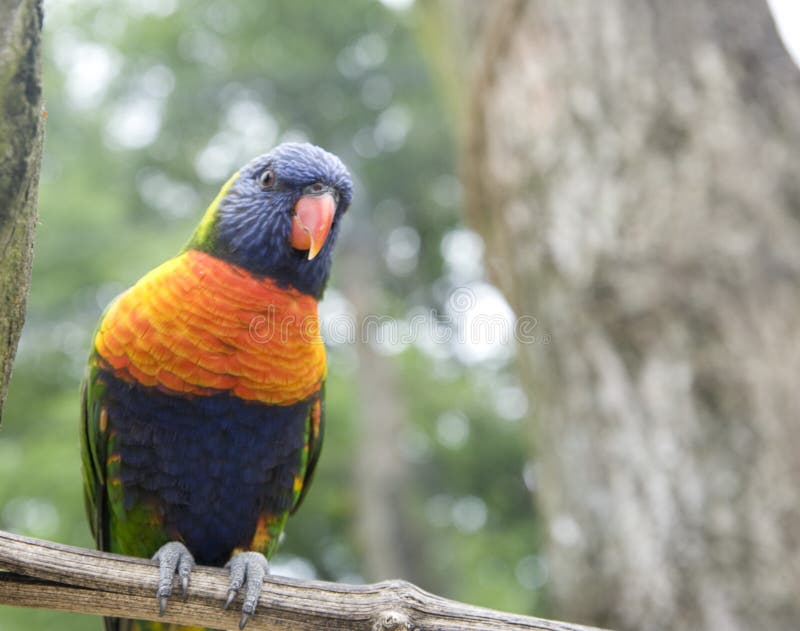 Lory, lorikeets stock photo. Image of bird, sort, colors - 31491614
