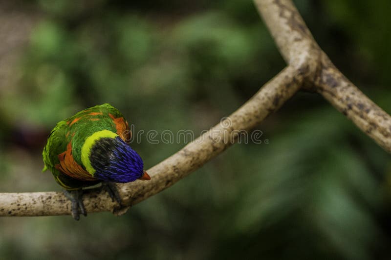 Lory stock image. Image of bird, blue, colors, lorikeet - 31477179