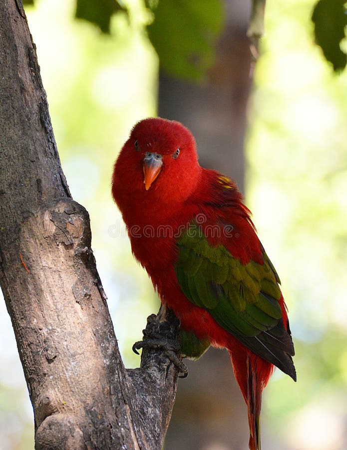 Lory on tree stock image. Image of male, beak, beautiful - 66597113