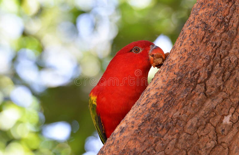 Lory on tree stock photo. Image of branch, colourful - 66597442