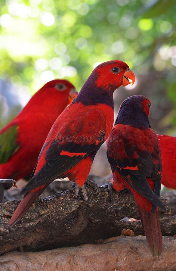 201 Birds Chattering Photos - Free & Royalty-Free Stock Photos from ...