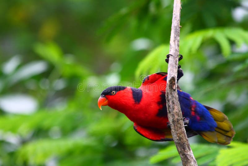 Lory viola di Naped fotografia stock. Immagine di aviario - 7892048
