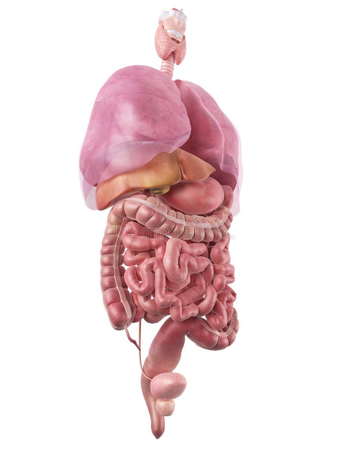 Los órganos humanos stock de ilustración. Ilustración de humano - 101197035