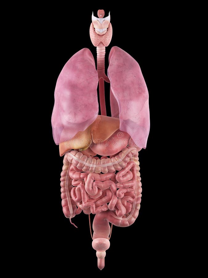 órganos Ilustraciones Stock, Vectores, Y Clipart – (20,889 ...