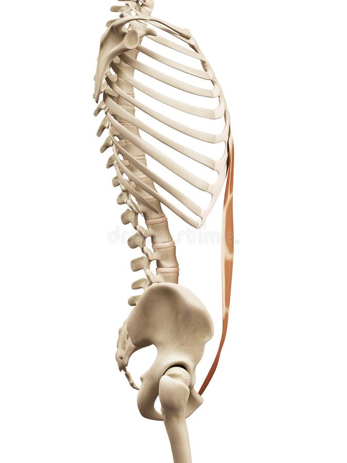 El músculo recto abdominal stock de ilustración. Ilustración de salud ...