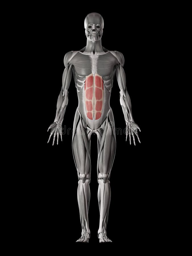 Los Abdominis Del Músculo Recto Stock de ilustración - Ilustración de ...