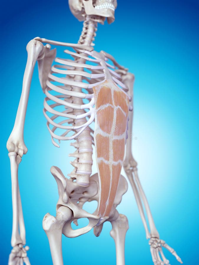 Los Abdominis Del Músculo Recto Stock de ilustración - Ilustración de ...