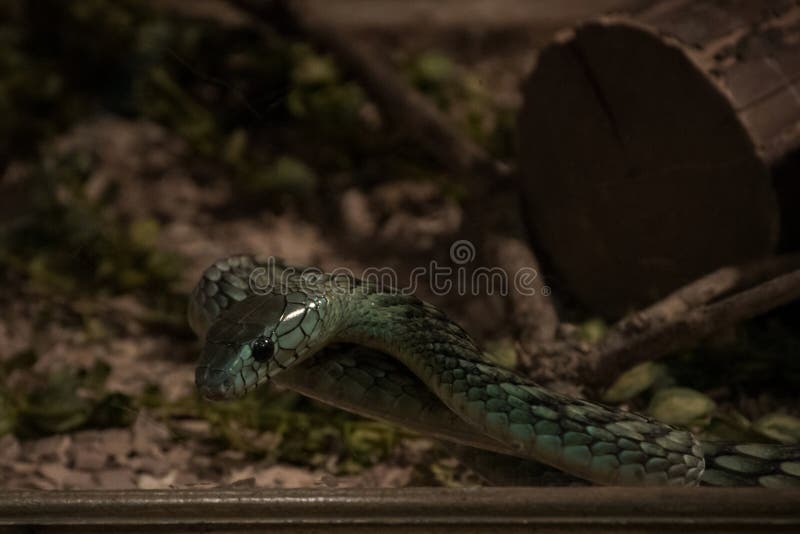 Los Angusticeps Del Este Del Dendroaspis De La Mamba Verde Foto de ...