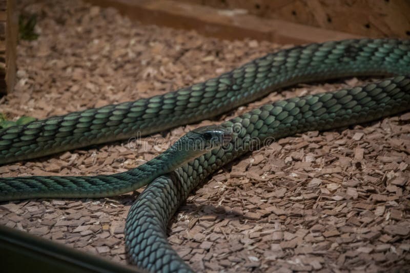 Los Angusticeps Del Este Del Dendroaspis De La Mamba Verde Foto de ...