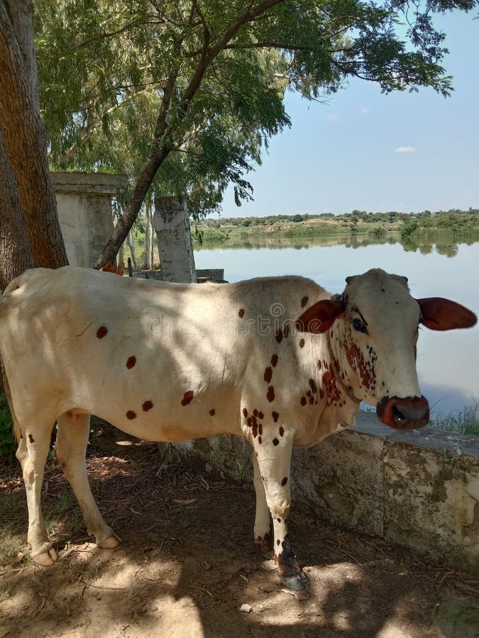 Los Animales De Una Granja Que Es Una Hermosa Vaca Imagen de archivo ...