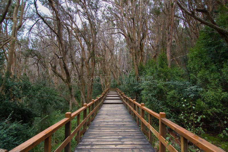 Los Arrayanes National Park Stock Image - Image of national, rainforest ...