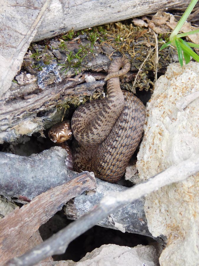 Una Serpiente Ataca a Una Rana Imagen de archivo - Imagen de fauna ...