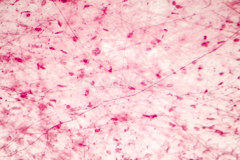 Los bindweefsel stock afbeelding. Image of microscopisch - 102339479