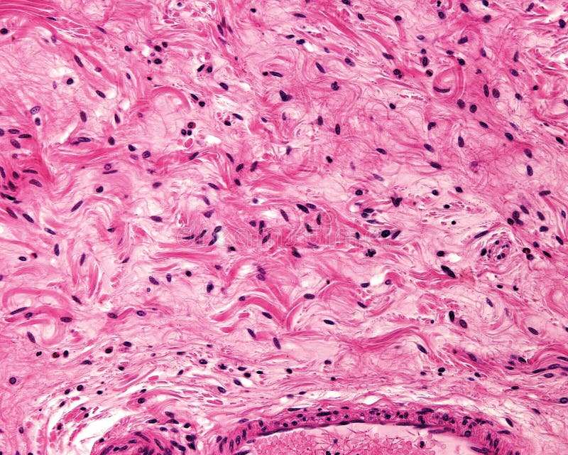 Los bindweefsel stock foto. Image of microscoop, biologie - 117240176