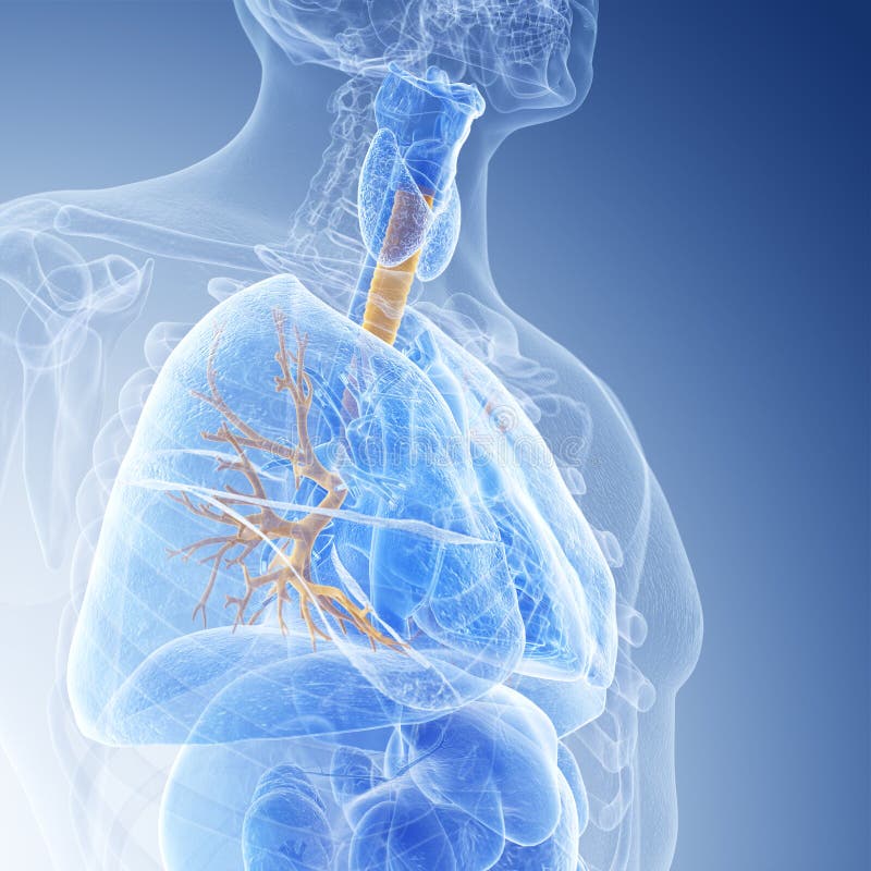 Bronquios Ilustraciones Stock, Vectores, Y Clipart – (8,454 ...