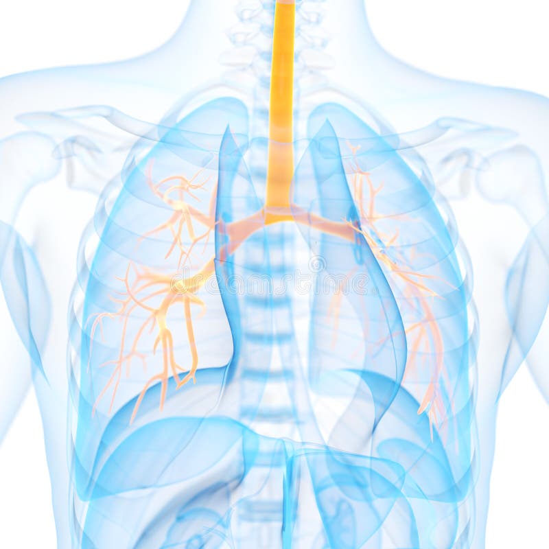 Bronquios Ilustraciones Stock, Vectores, Y Clipart – (10,533 ...