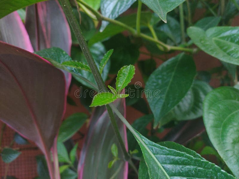 Los brotes de las plantas imagen de archivo. Imagen de arbusto - 207591873