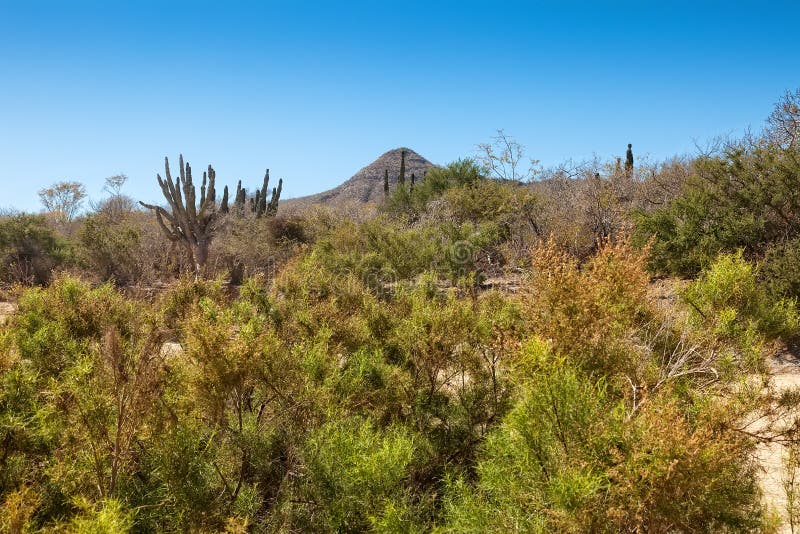 Los Cabos Desert Landscape stock photo. Image of lucas - 70739186