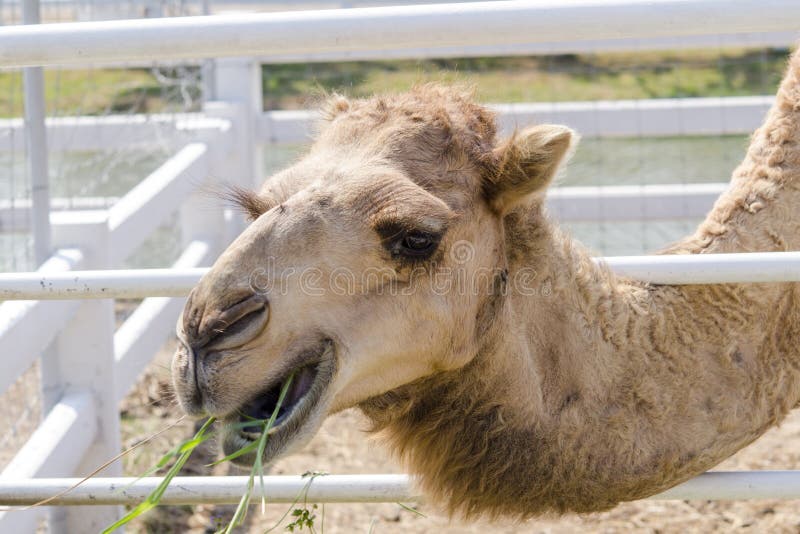 Los Camellos Comen Un Prado Foto de archivo - Imagen de paisaje, comer ...
