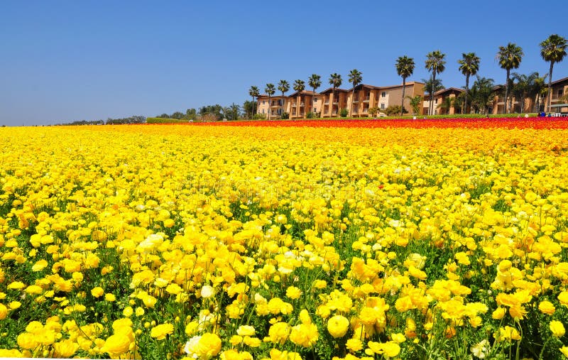 Los Campos De Flor De Carlsbad Foto de archivo - Imagen de pista ...