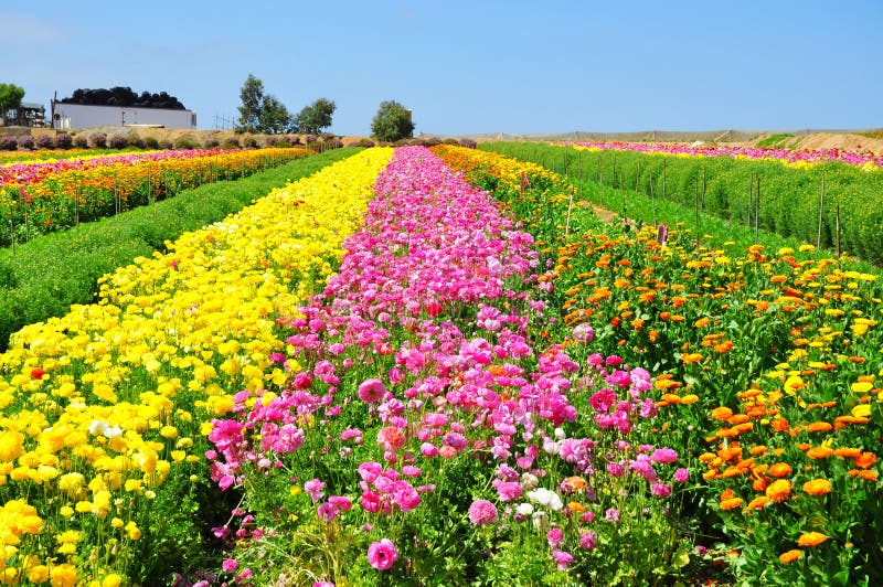 Campo de flor imagen de archivo. Imagen de hermoso, cosecha - 8759109