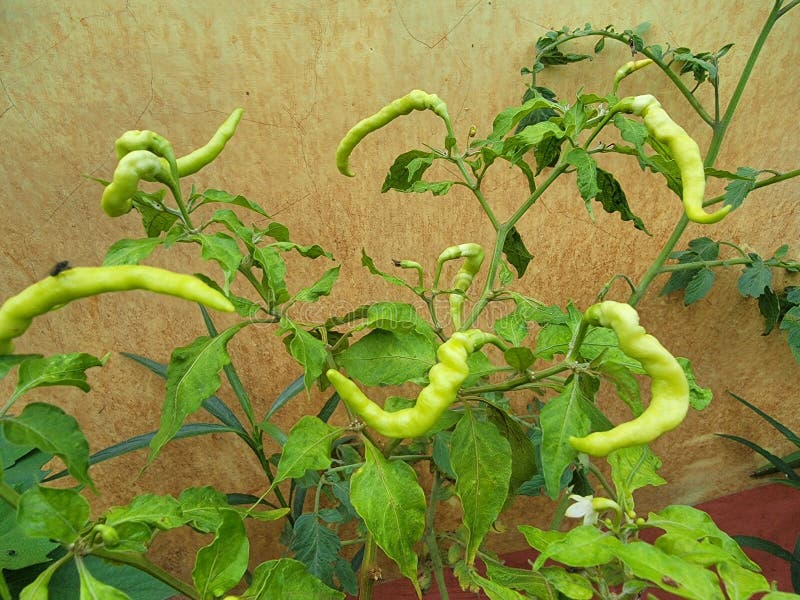 Los Chile Dan Frutos Listos Para Ser Cosechados Imagen de archivo ...