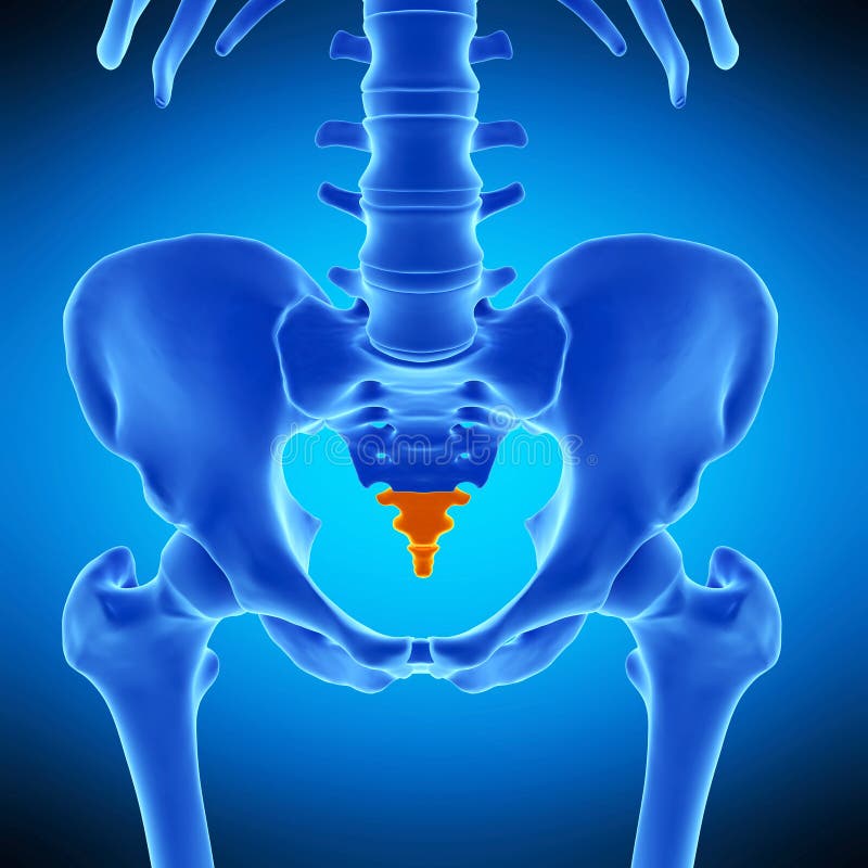 El coxis stock de ilustración. Ilustración de salud - 101231985