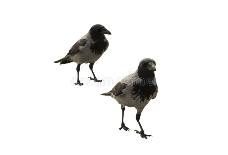 Los Cuervos Negros Y Grises Imagen de archivo - Imagen de cuervo, pluma ...