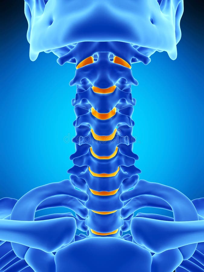 Los Discos Intervertebrales Stock de ilustración - Ilustración de ...